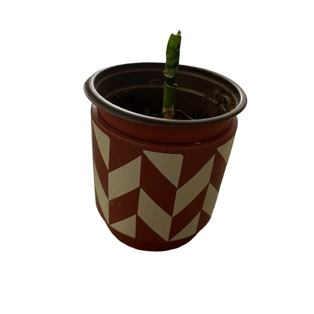 NATURAL LIFE | Other | Baby Snake Plant In Soil Potted In Mini Ceramic ...